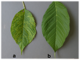 A report of cherry rusty mottle-associated virus in South Carolina ...