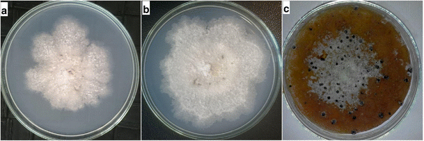 Morphological and molecular identification of Cytospora chrysosperma ...