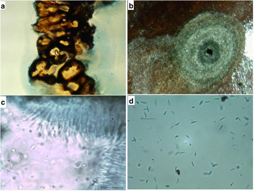 Morphological and molecular identification of Cytospora chrysosperma ...