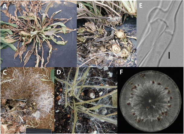 Sclerotium rolfsii causes stem rot on Ixeridium dentatum in Korea ...