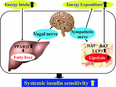 Inter-organ communications mediate crosstalk between glucose and energy ...