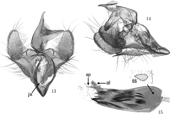 A new species of the genus Stathmopoda (Lepidoptera: Stathmopodidae ...