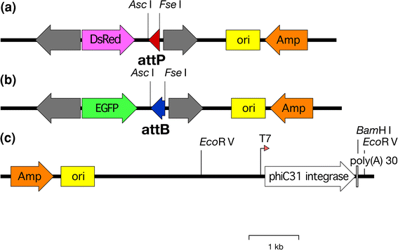 phiC31-integrase-mediated, site-specific integration of transgenes in ...