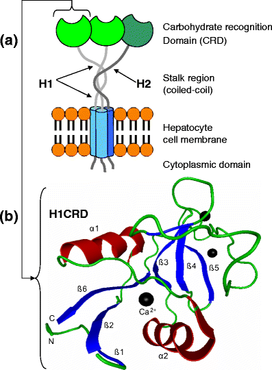 Epitope Structure of the Carbohydrate Recognition Domain of ...
