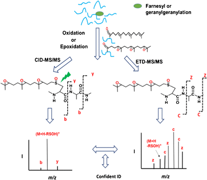 Gas-Phase Fragmentation Behavior of Oxidized Prenyl Peptides by CID and ...