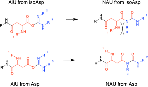 Gas Phase Ion Chemistry to Determine Isoaspartate in a Peptide Backbone ...