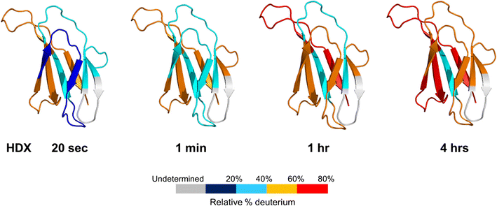 Conformational Assessment of Adnectin and Adnectin-Drug Conjugate by ...