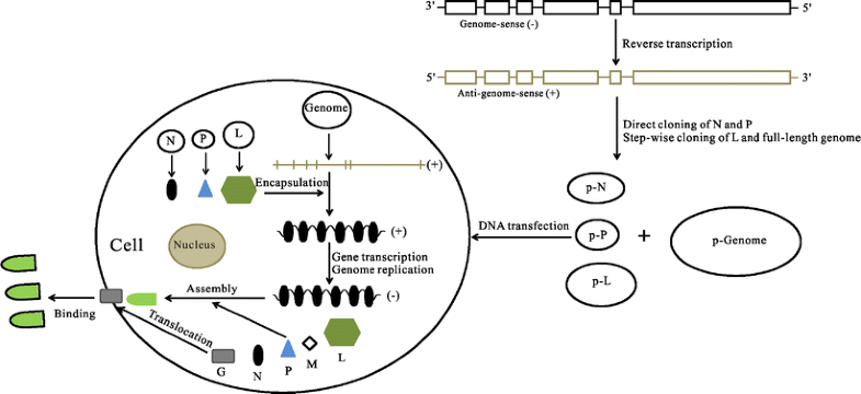 Reverse genetics of rabies virus: new strategies to attenuate virus ...