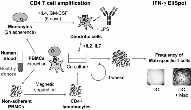 Secukinumab Demonstrates Significantly Lower Immunogenicity Potential ...