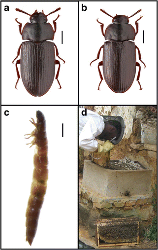 A scientific note on the association of black fungus beetles ...