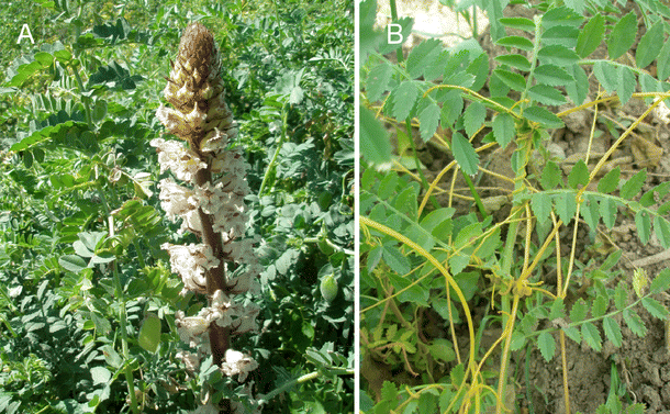 Innovations in parasitic weeds management in legume crops. A review ...