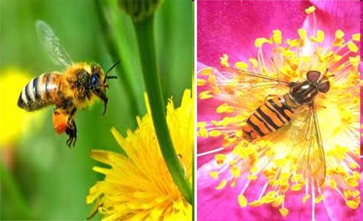 Plant biodiversity enhances bees and other insect pollinators in agroecosystems. A review ...