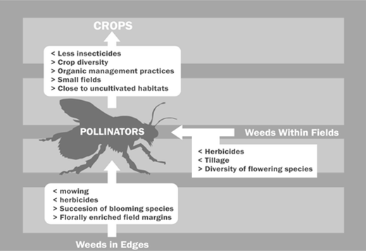 Plant biodiversity enhances bees and other insect pollinators in agroecosystems. A review ...