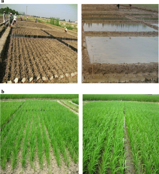 Dry direct-seeded rice as an alternative to transplanted-flooded rice ...