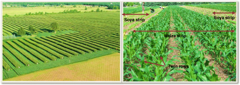 No-till strip row farming using yearly maize-soybean rotation increases ...
