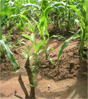 Ratooning and perennial staple crops in Malawi. A review | SpringerLink