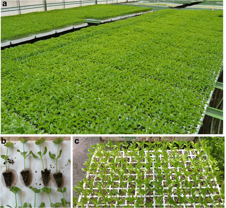 Organic substrate for transplant production in organic nurseries. A ...