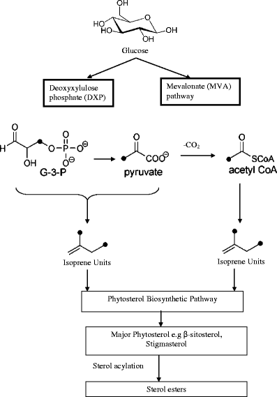 Pharmacological, nutritional, and analytical aspects of β-sitosterol: a ...
