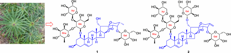 Two New Highly Oxygenated Spirostanol Saponins from Paris polyphylla ...