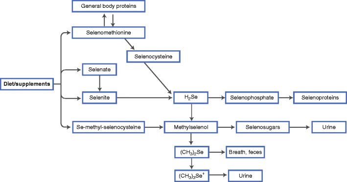 Selenium Supplementation and Cancer Prevention | SpringerLink