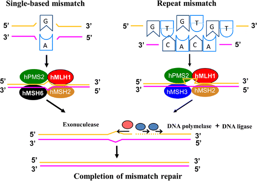 Hereditary Endometrial Cancer: Lynch Syndrome | SpringerLink