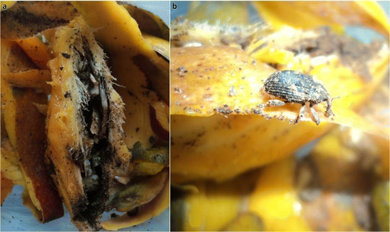 First Occurrence of Sternochetus mangiferae (Fabricius) (Coleoptera ...