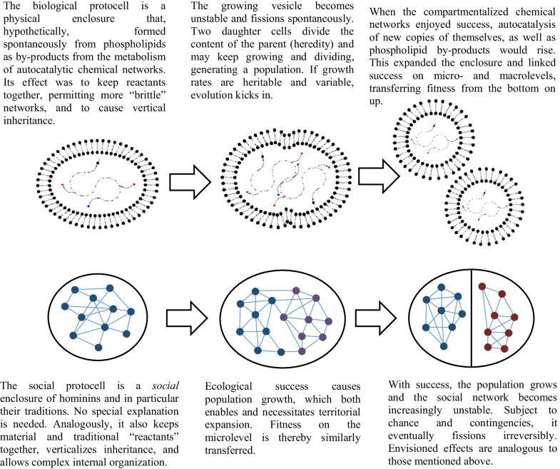 Toward a Macroevolutionary Theory of Human Evolution: The Social ...