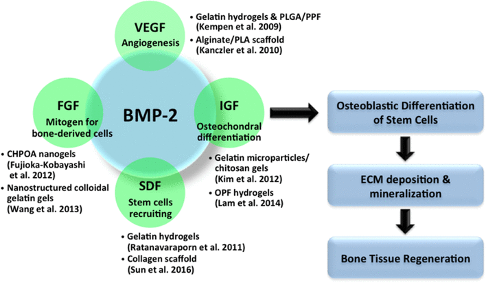 Bone morphogenetic protein-2 associated multiple growth factor delivery ...