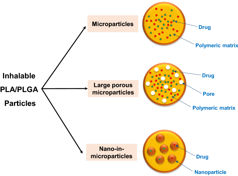 Poly(lactic acid)/poly(lactic-co-glycolic acid) particulate carriers ...