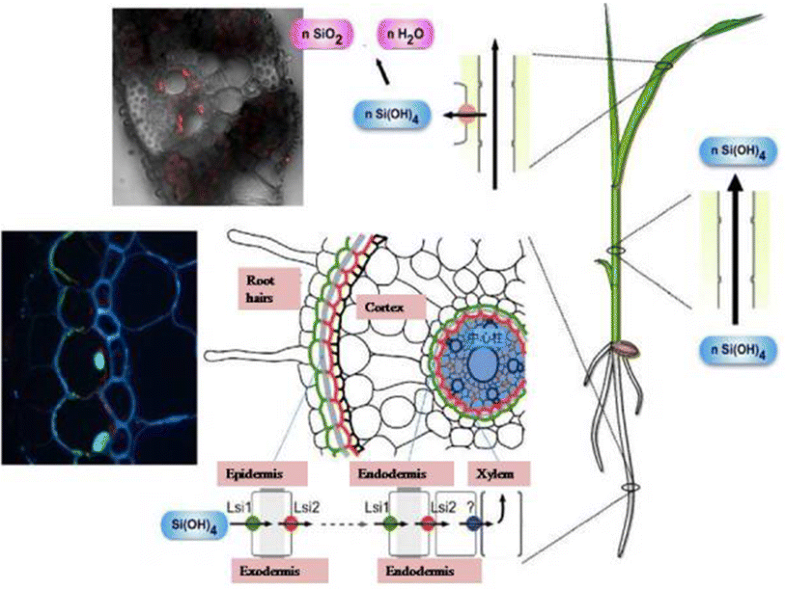 A Case for Silicon Fertilization to Improve Crop Yields in Tropical ...