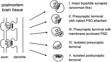 The Study of Postmortem Human Synaptosomes for Understanding Alzheimer ...