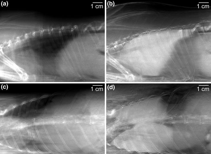 Diffraction-Enhanced Imaging | SpringerLink