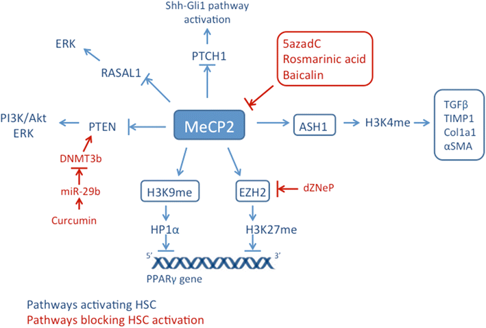 The Mechanisms of HSC Activation and Epigenetic Regulation of HSCs ...