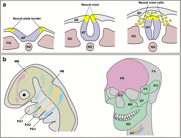 Modeling Human Craniofacial Disorders in Xenopus | SpringerLink