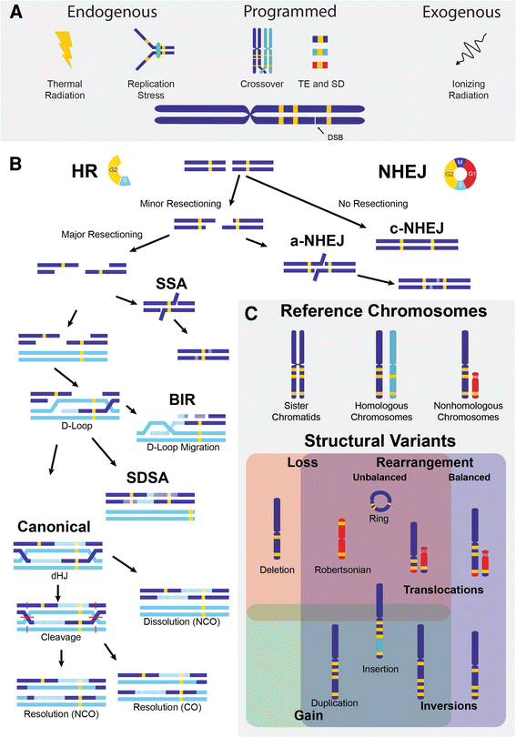Mechanisms for Structural Variation in the Human Genome | SpringerLink