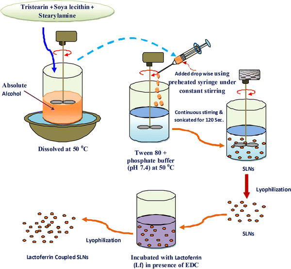 Assessment of lactoferrin-conjugated solid lipid nanoparticles for ...