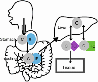 A Review of Vitamin B12 in Dermatology | SpringerLink