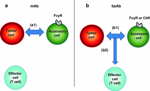 Bispecific Antibodies and Trispecific Immunocytokines for Targeting the ...