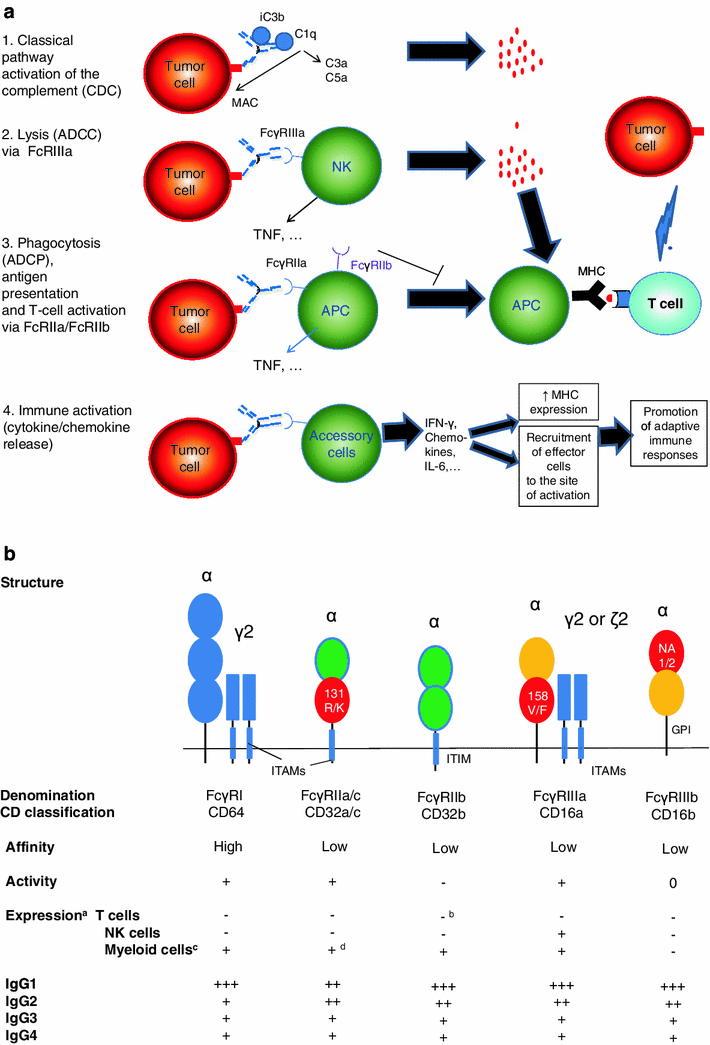 Bispecific Antibodies and Trispecific Immunocytokines for Targeting the ...