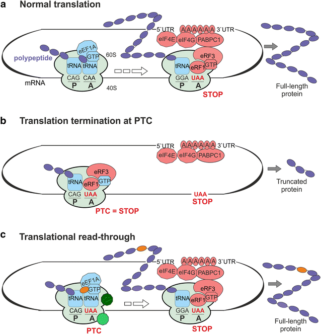 Targeting Nonsense Mutations in Diseases with Translational Read ...