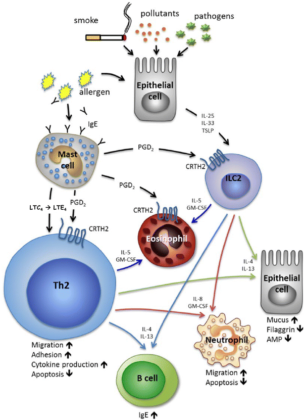 Interleukin-5 Inhibitors for Severe Asthma: Rationale and Future ...