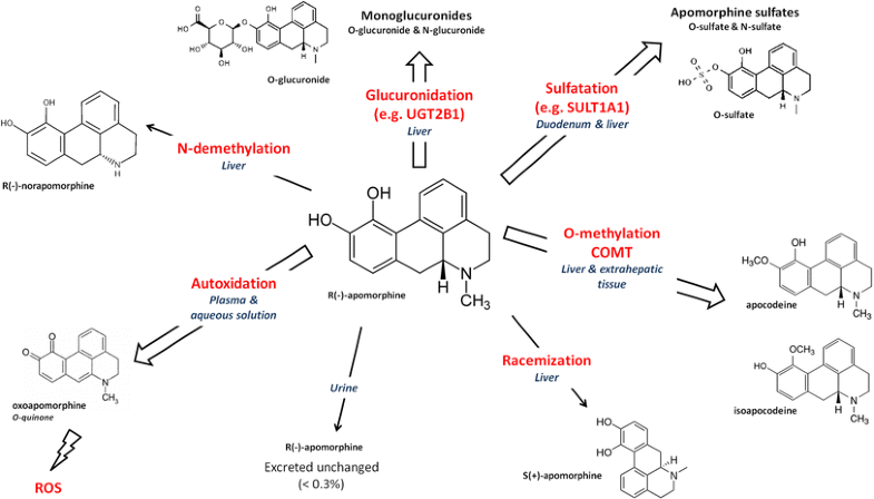 Pharmacological Insights into the Use of Apomorphine in Parkinson’s ...