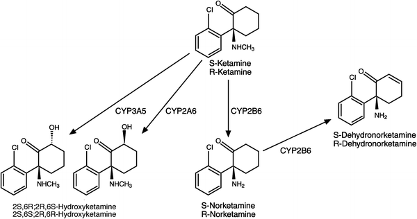 Ketamine: A Review of Clinical Pharmacokinetics and Pharmacodynamics in ...
