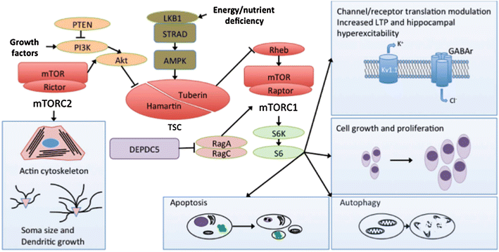 mTOR Inhibition in Epilepsy: Rationale and Clinical Perspectives ...