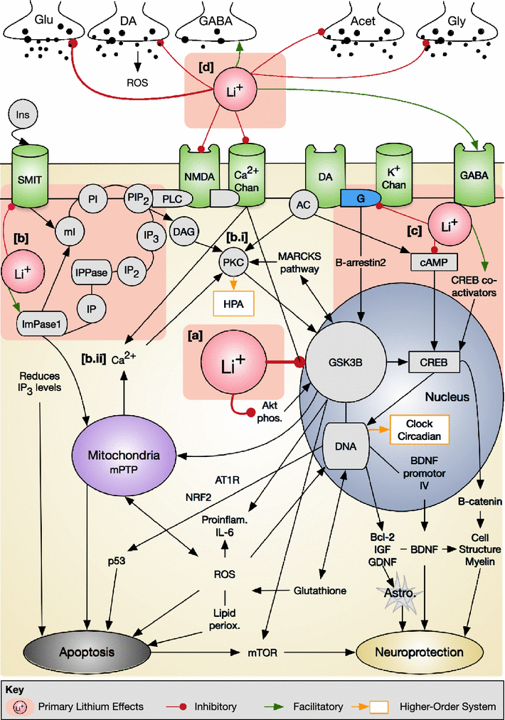Therapeutic Mechanisms of Lithium in Bipolar Disorder: Recent Advances ...