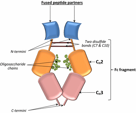 Chimeric Fusion Proteins Used for Therapy: Indications, Mechanisms, and ...