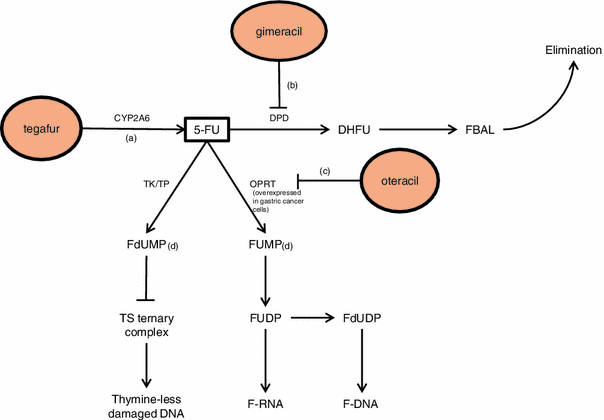 S-1 (Teysuno®): A Review of Its Use in Advanced Gastric Cancer in Non ...