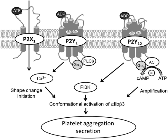 Pharmacology of the New P2Y12 Receptor Inhibitors: Insights on ...