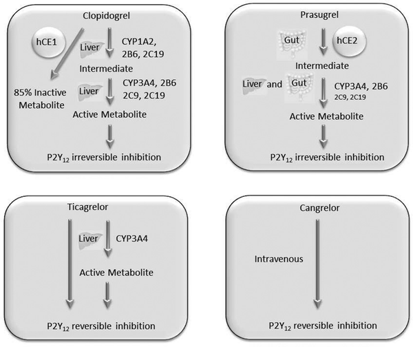 Pharmacology of the New P2Y12 Receptor Inhibitors: Insights on ...