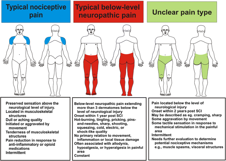 Neuropathic Pain and Spinal Cord Injury: Phenotypes and Pharmacological ...